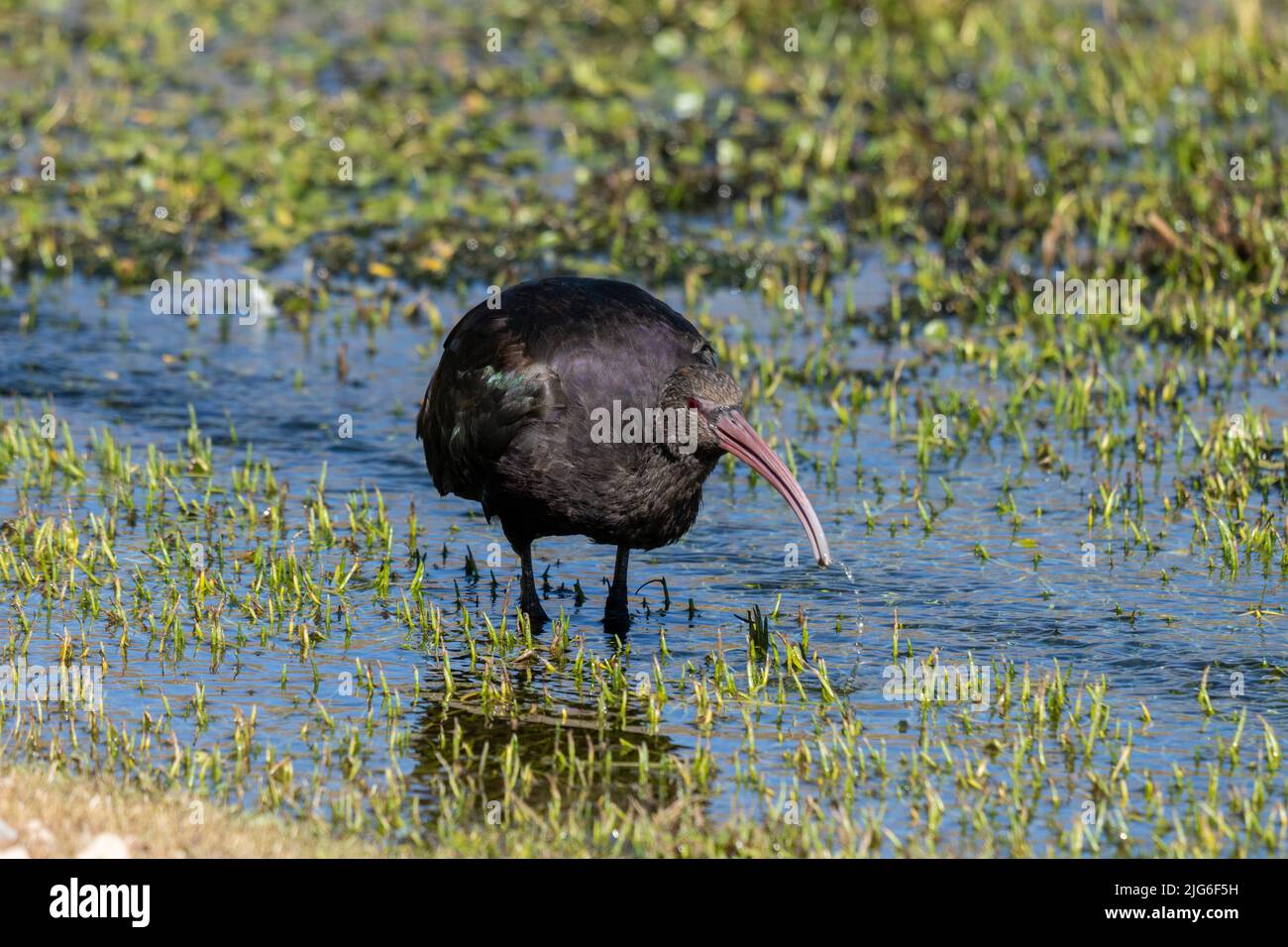 A Puna ibis, Plegadis ridgwayi, in a wetland on the altiplano in Lauca ...