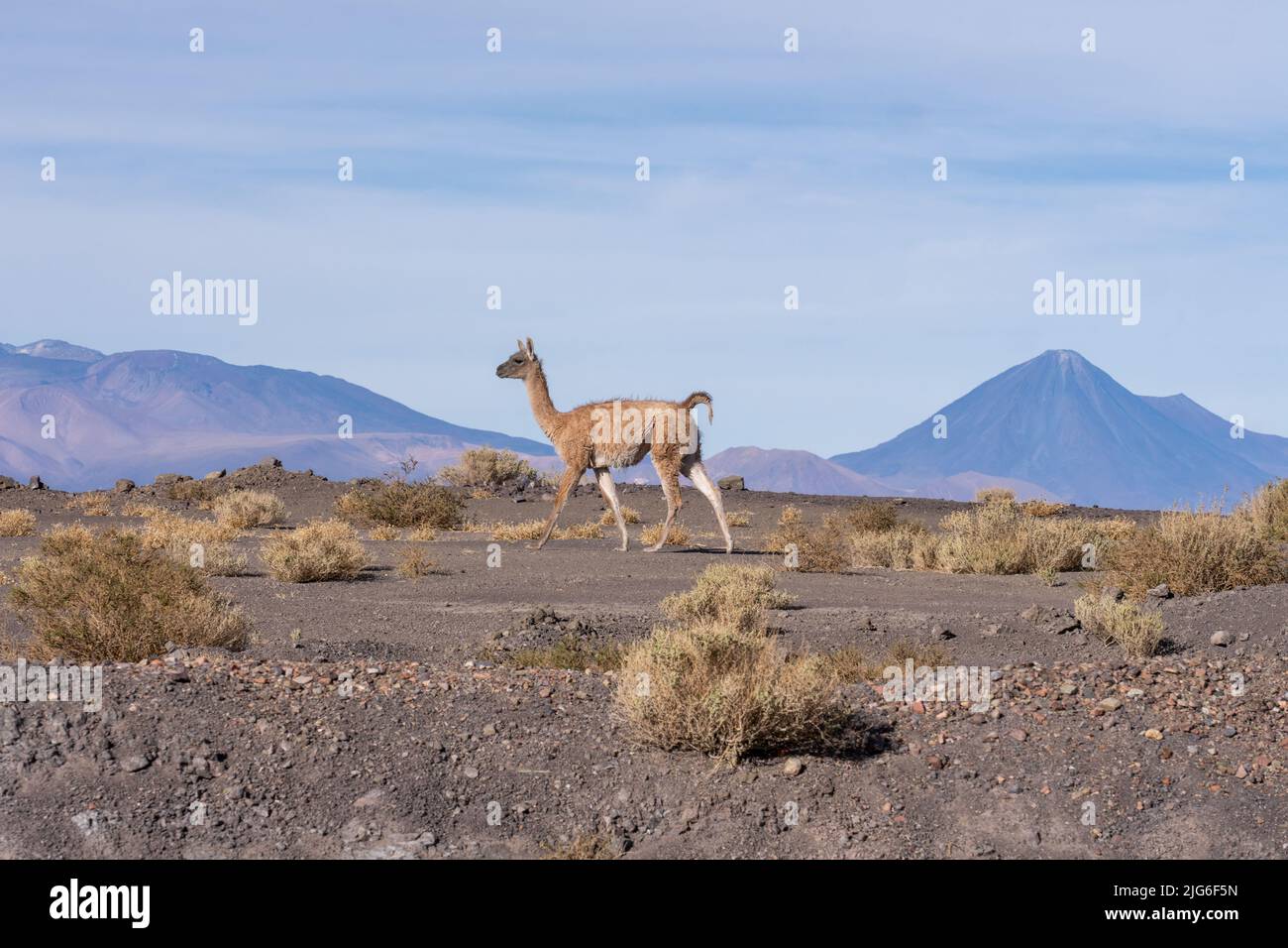 A guanaco in the Atacama Desert with the cone of the Licancabur Volcano ...