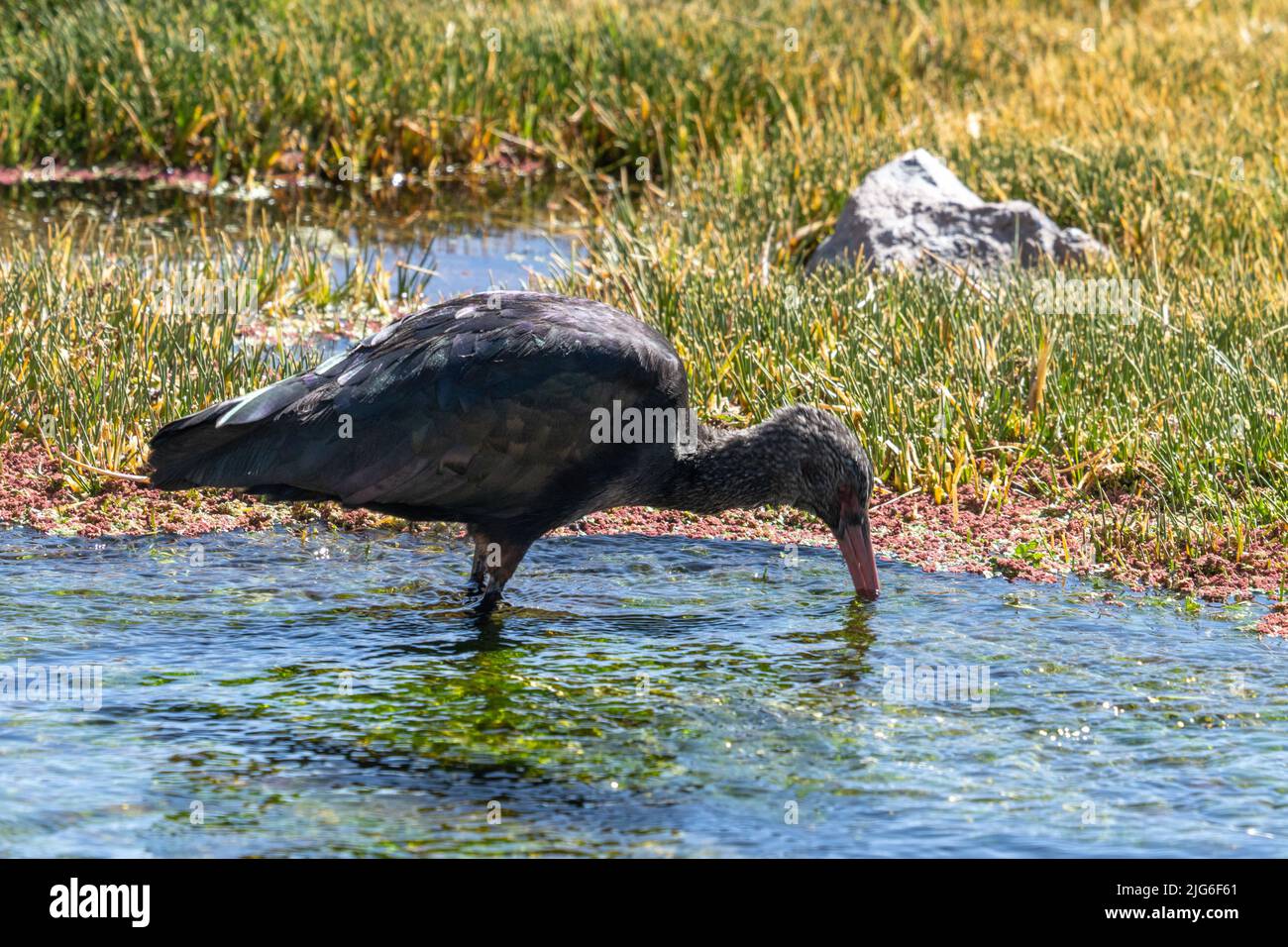 A Puna ibis, Plegadis ridgwayi, feeding in a wetland on the altiplano ...