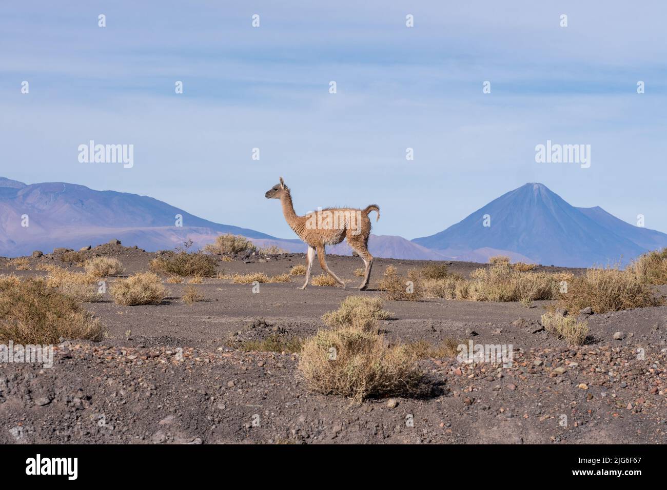A guanaco in the Atacama Desert with the cone of the Licancabur Volcano ...