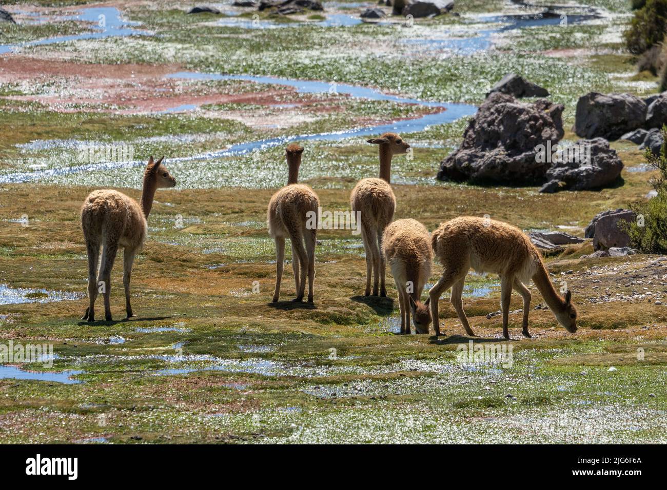 A small herd of Vicuna, Lama vicugna, grazing in a wetland in Lauca ...