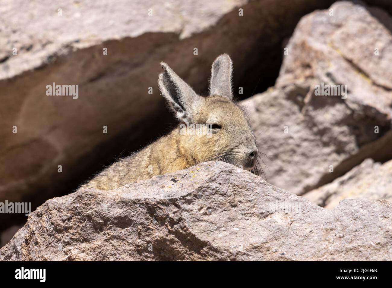 Aka mountain viscacha hi-res stock photography and images - Alamy