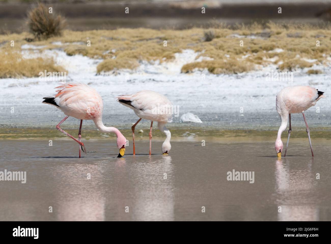 A flock of James's Flamingos feeds in a lagoon on the Andean altiplano ...