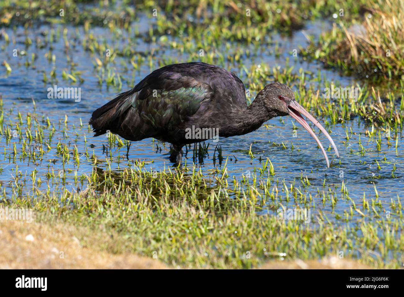 A Puna ibis, Plegadis ridgwayi, feeding in a wetland on the altiplano ...