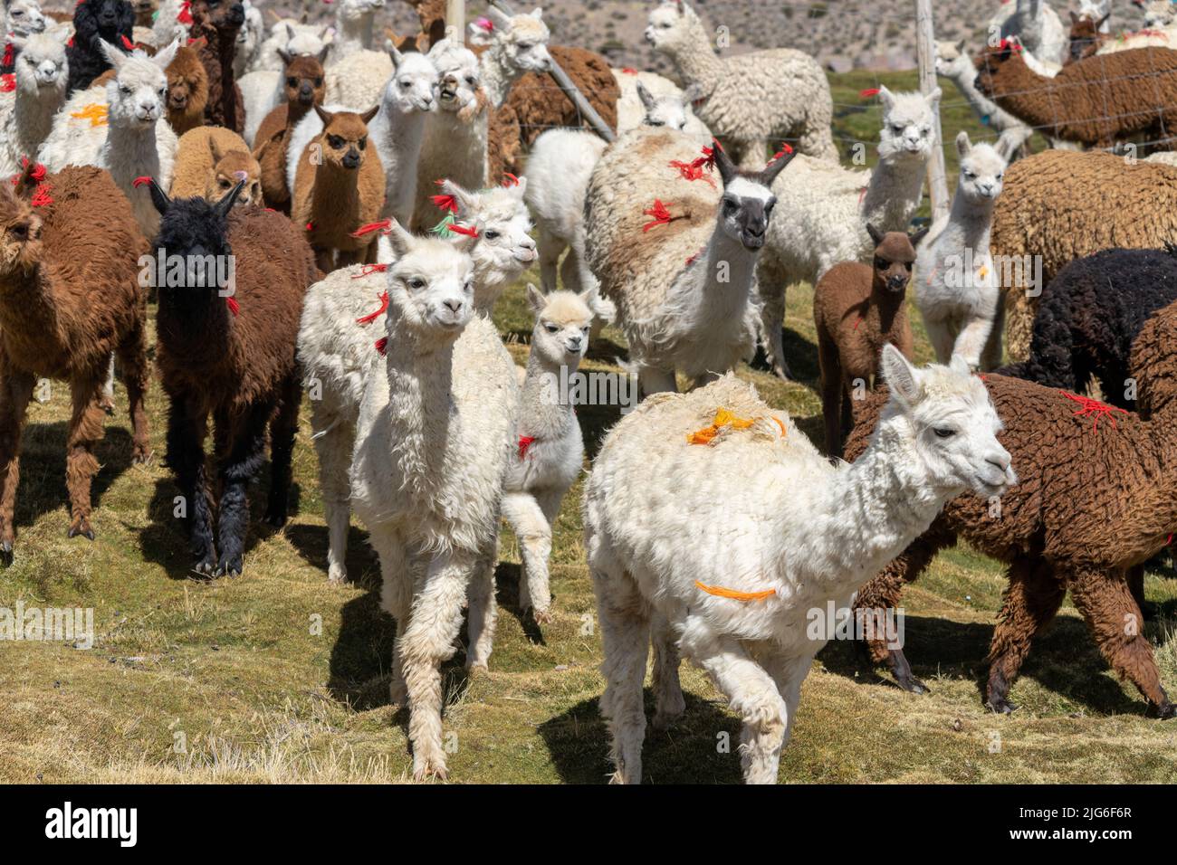 A mixed herd of domestic alpacas and llamas out to graze in a bofedal ...