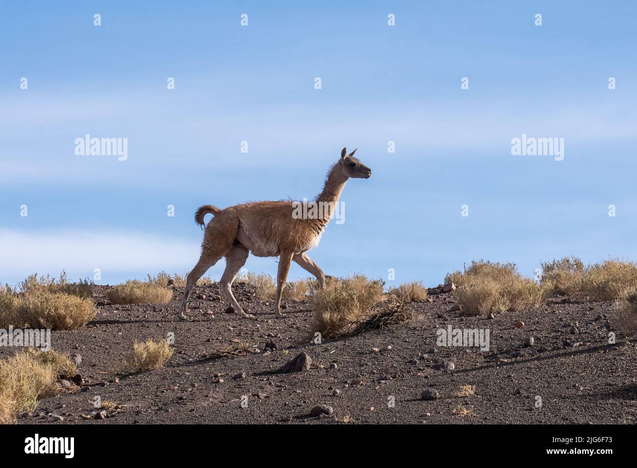 A guanaco in the Atacama Desert near San Pedro de Atacama, Chile Stock ...