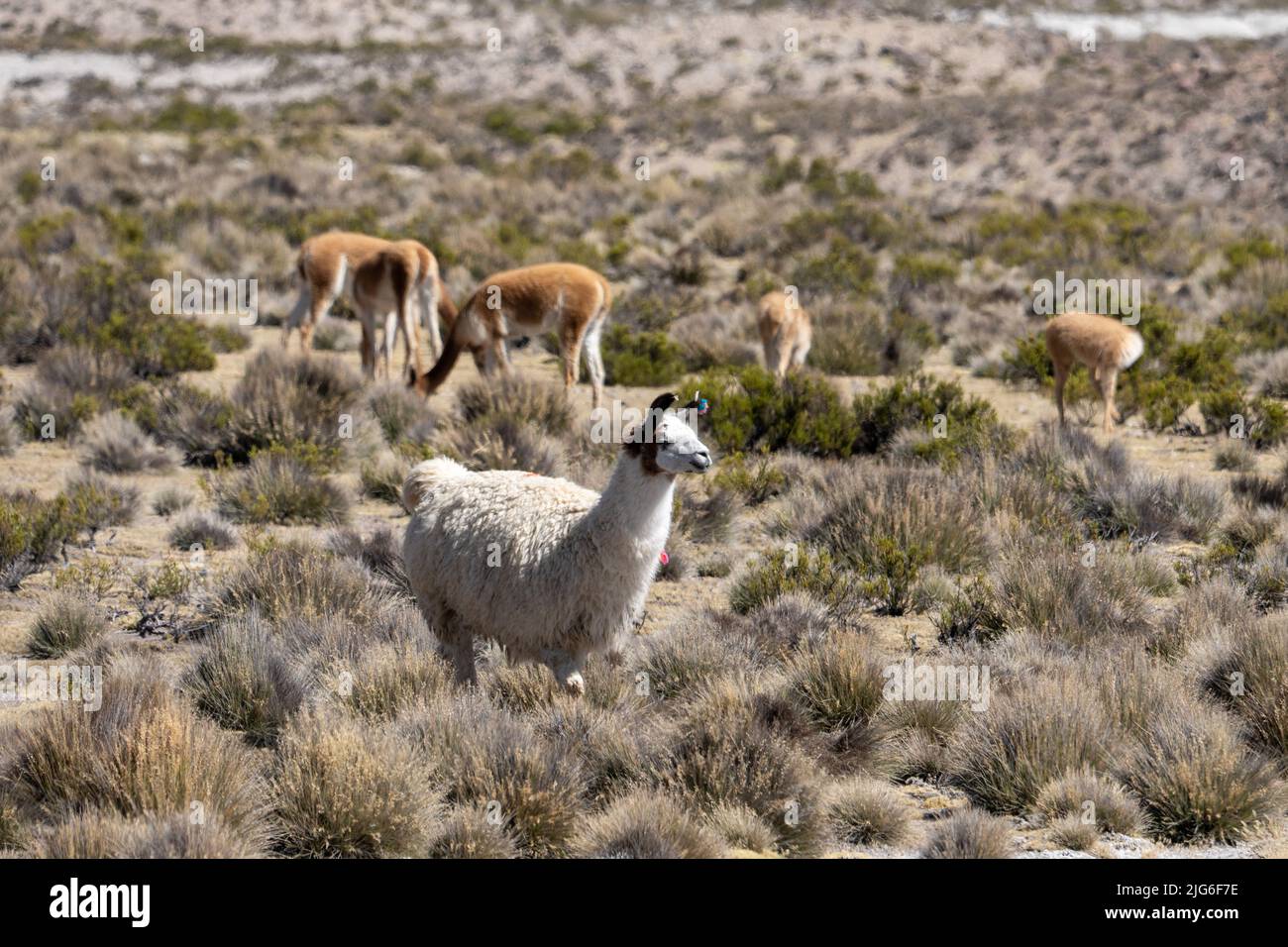 A domestic Llama, Lama glama, grazing near a herd of vicunas in Lauca ...