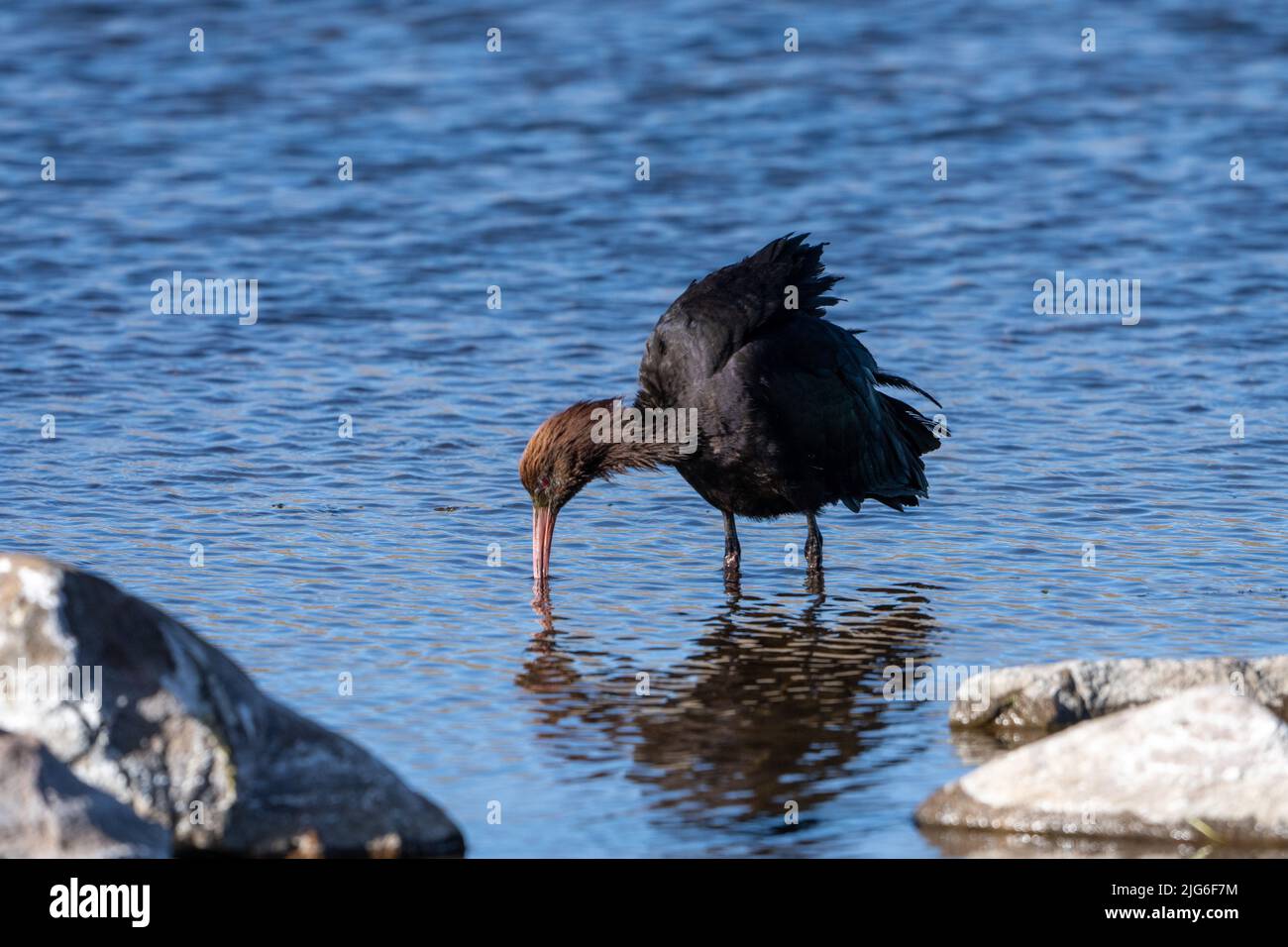 A Puna ibis, Plegadis ridgwayi, feeding in Lake Chungara on the ...