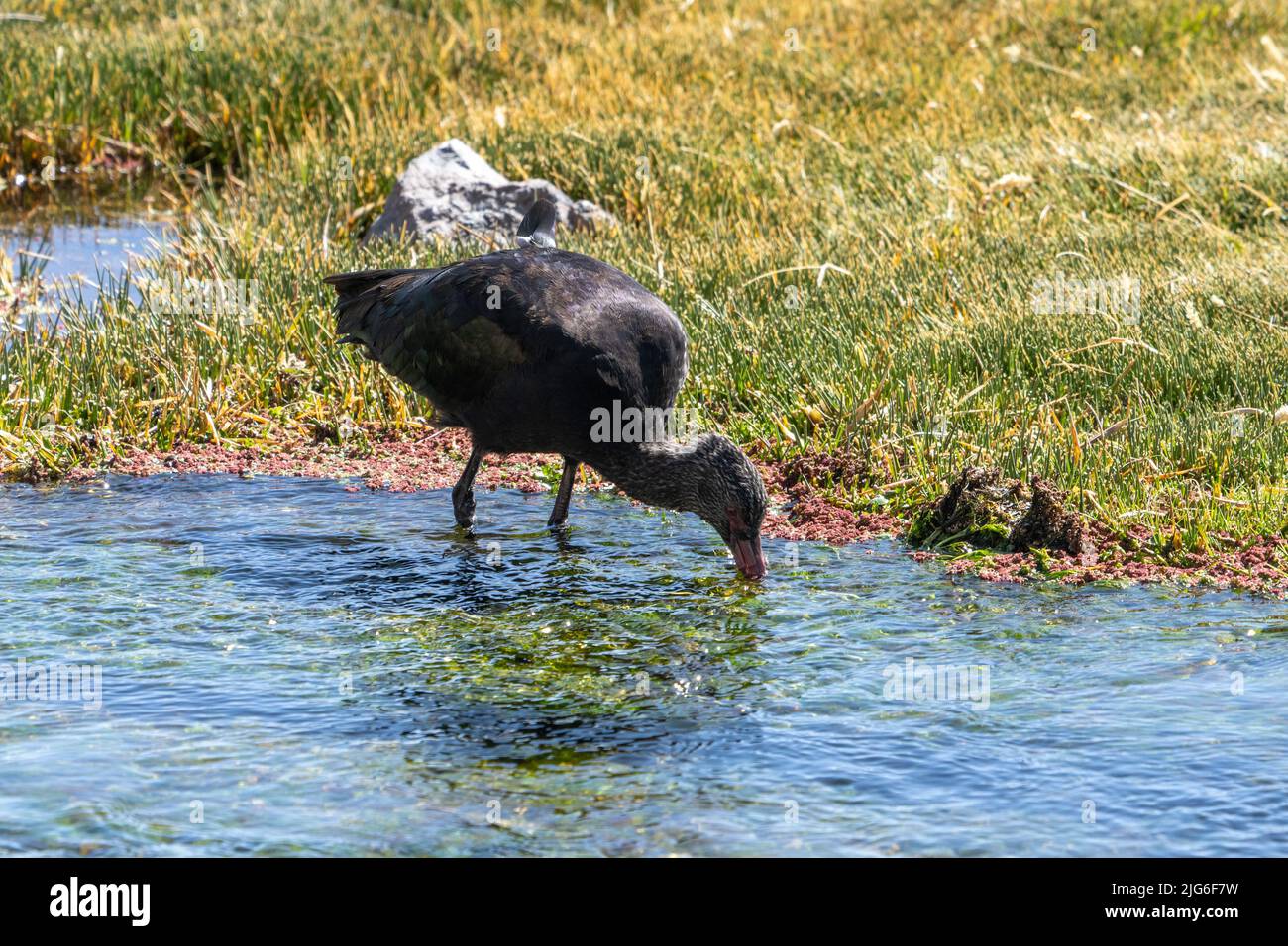 A Puna ibis, Plegadis ridgwayi, feeding in a wetland on the altiplano ...