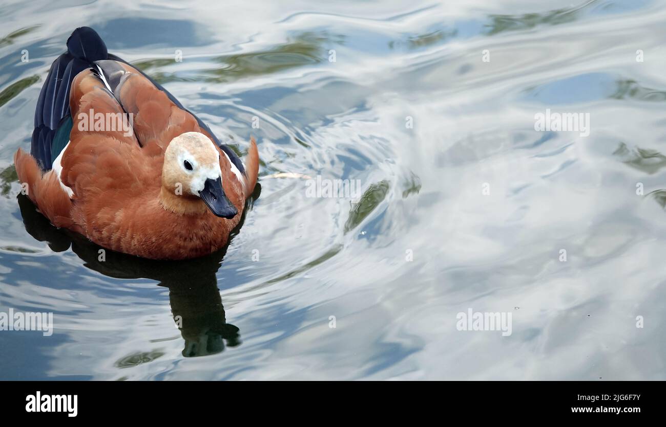 Ogar hi-res stock photography and images - Alamy