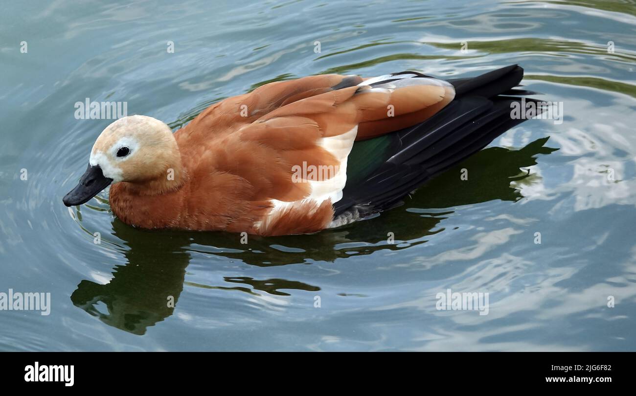 Ogar hi-res stock photography and images - Alamy