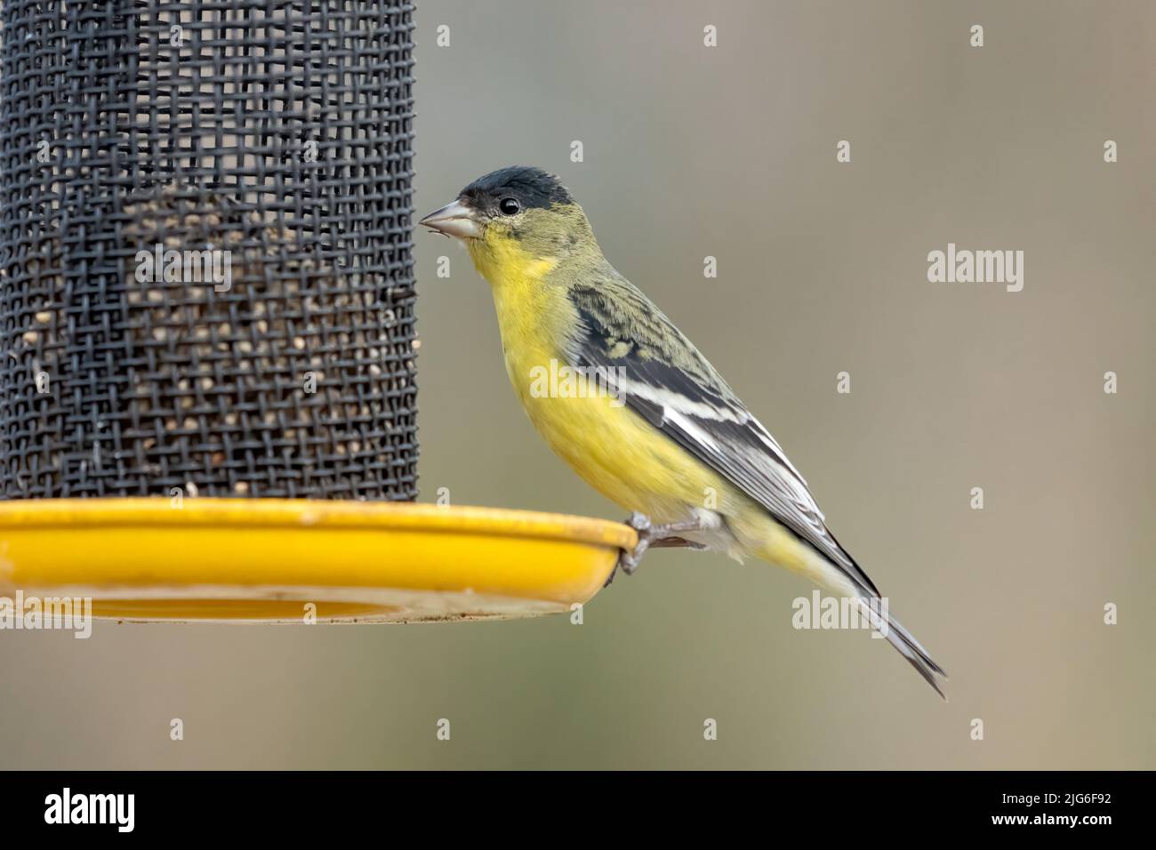 A male Lesser Goldfinch, Spinus psaltria, on a backyard bird feeder in ...
