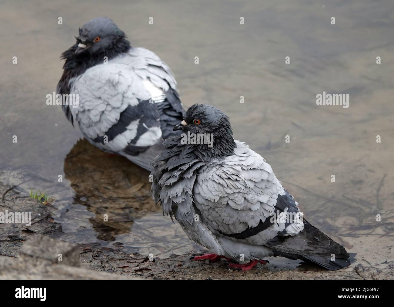 Parasites elimination hi-res stock photography and images - Alamy