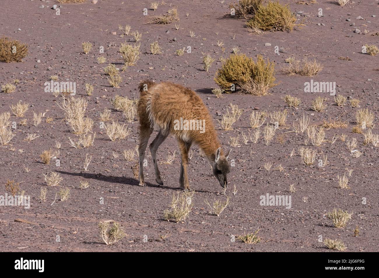 A guanaco grazing in the Atacama Desert near San Pedro de Atacama ...