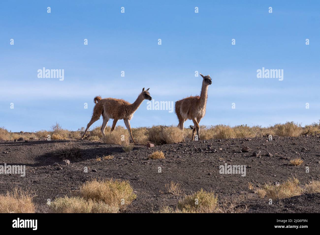 Guanacos in the Atacama Desert near San Pedro de Atacama, Chile Stock ...