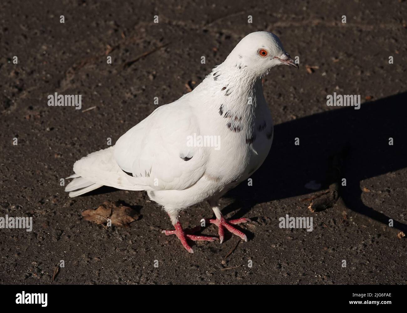 Fat dove hi-res stock photography and images - Alamy
