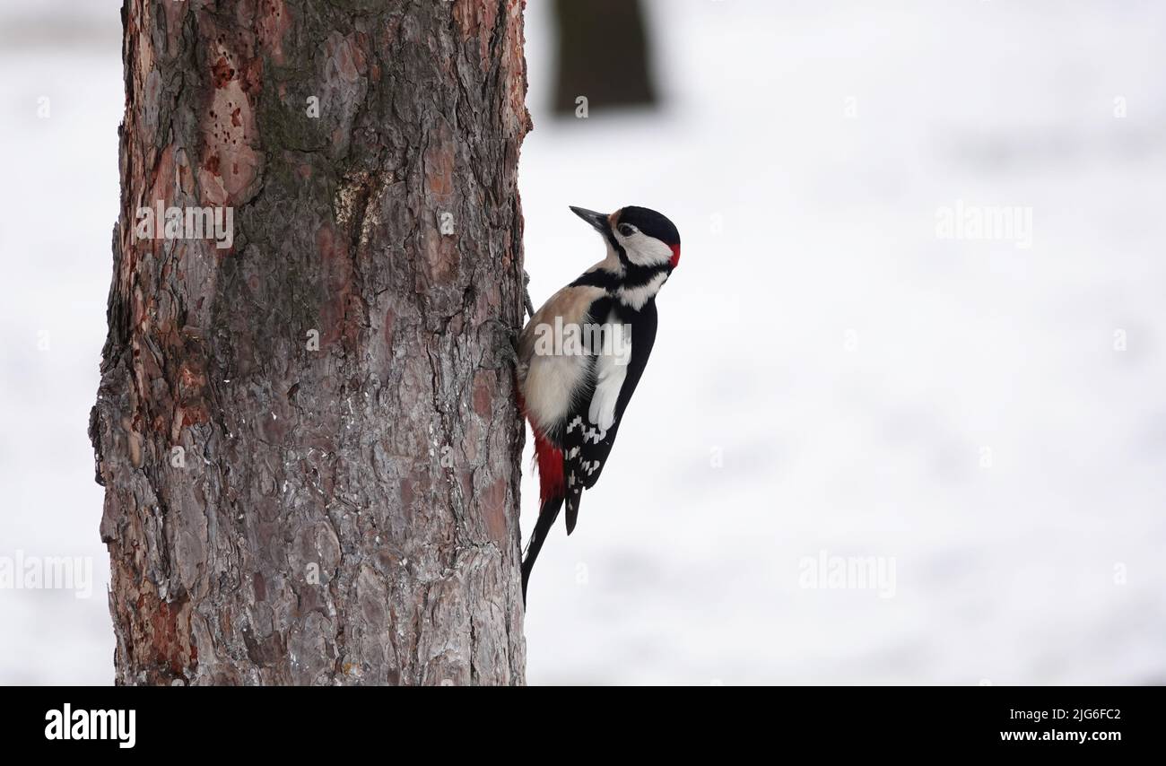 Woodpecker on a tree in the forest during the feeding period during the ...