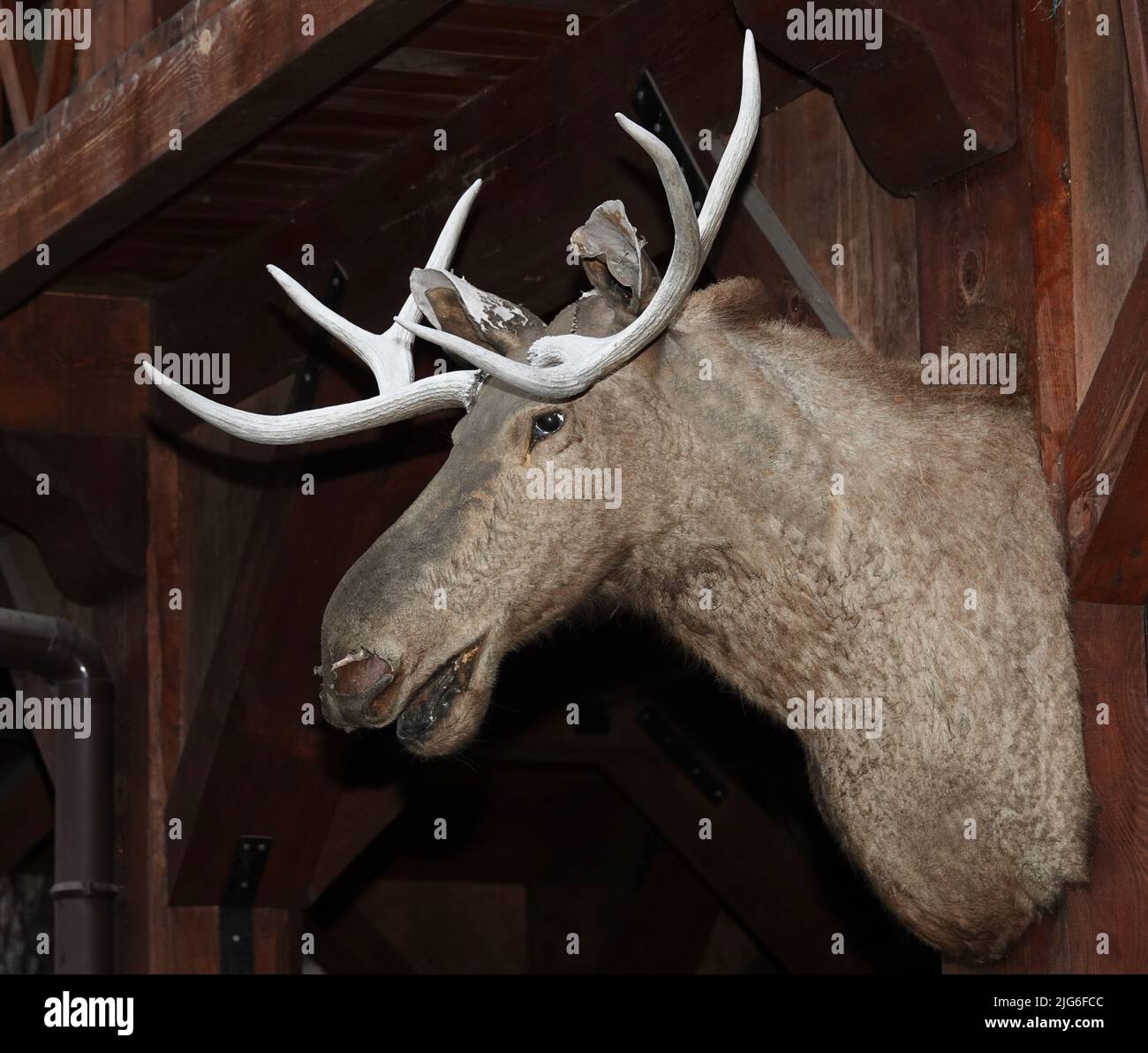 Stuffed moose heads with large antlers on the wall Stock Photo - Alamy