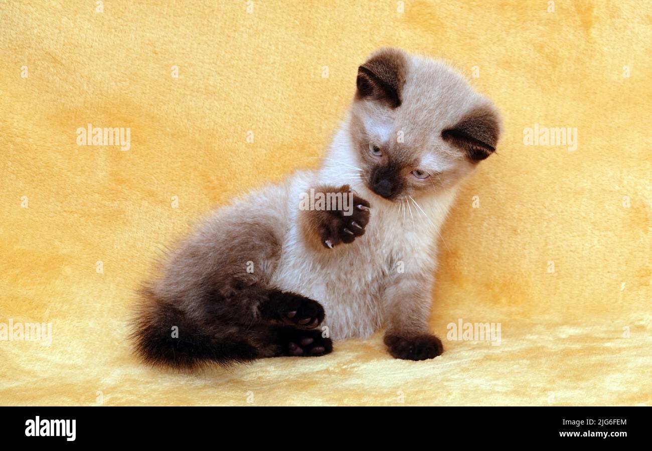Siamese kitten on a peach background Stock Photo - Alamy