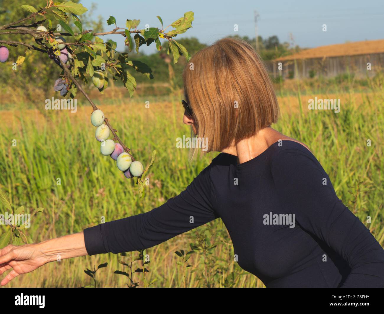 elegant lady picking plums and peaches in a farm during summer Stock ...