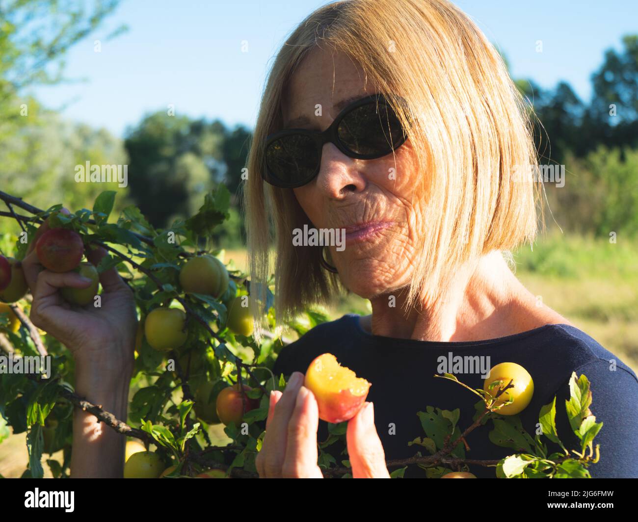 elegant lady picking plums and peaches in a farm during summer Stock ...
