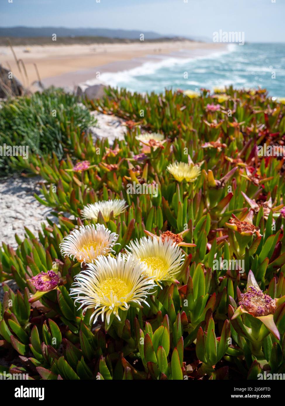 Ice plant flower hi-res stock photography and images - Alamy