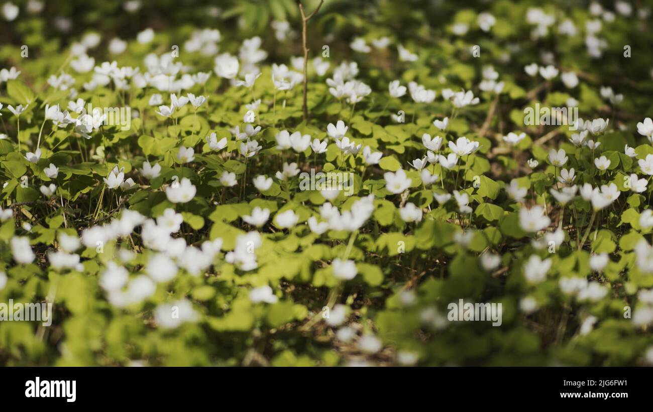 White Oxalis blooms in the forest in spring Stock Photo - Alamy
