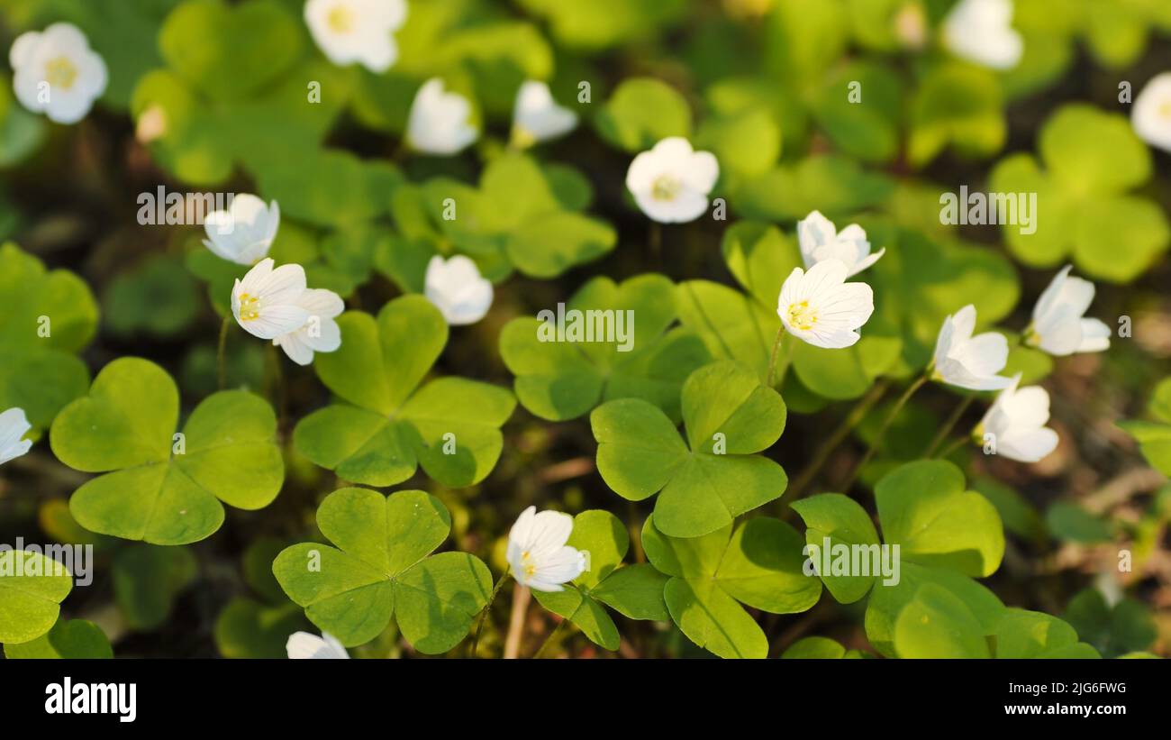 White Oxalis blooms in the forest in spring Stock Photo - Alamy