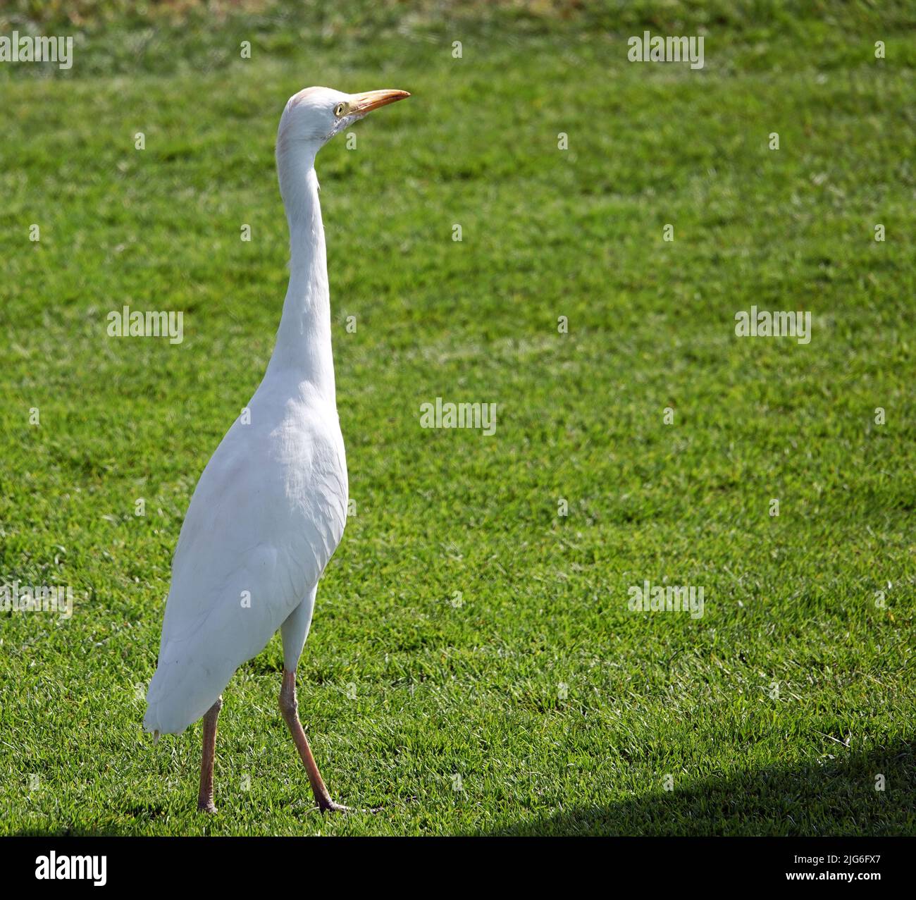 Dubai, UAE February 23, 2020: the diversity of birds living in Dubai ...