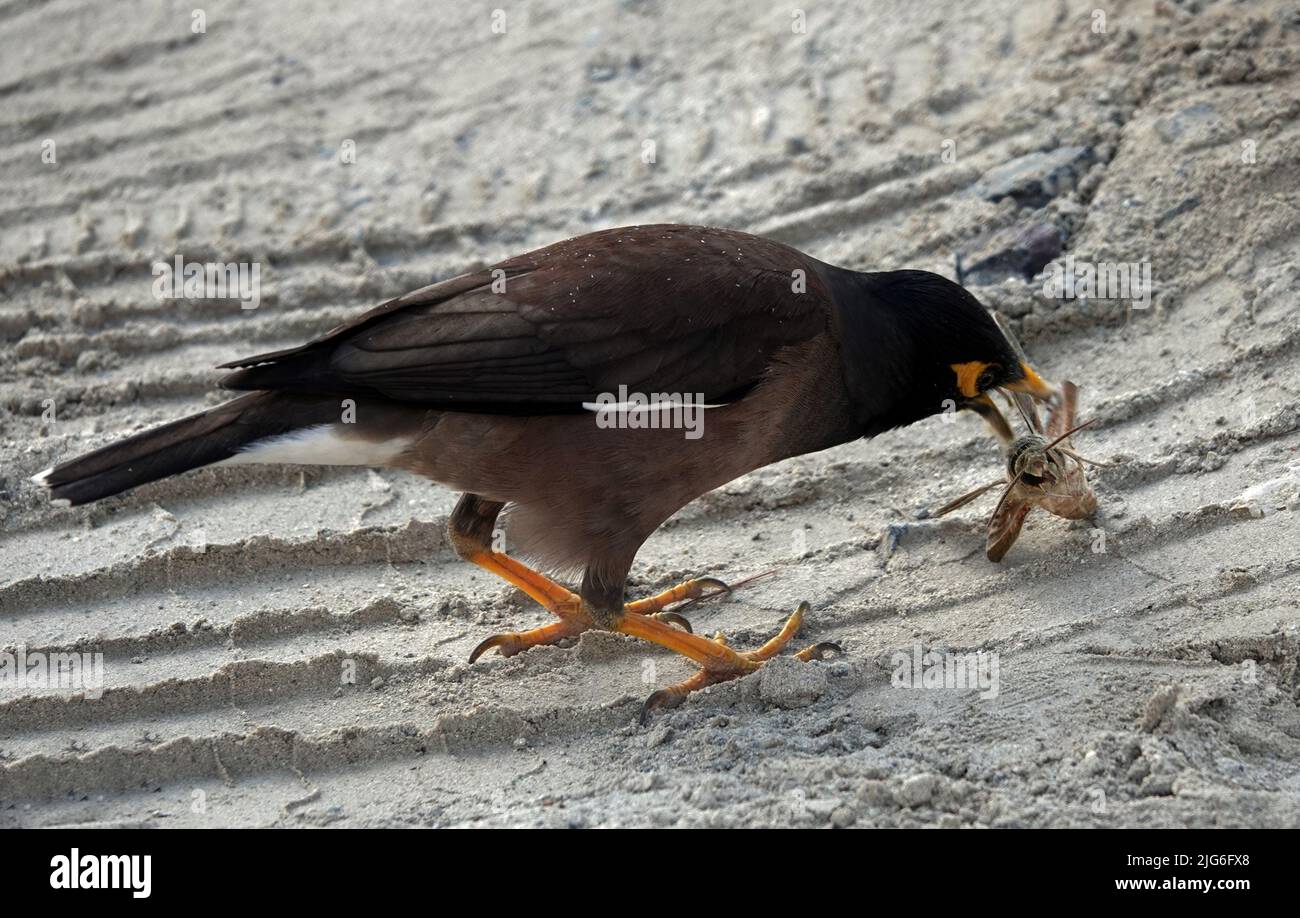 Dubai, UAE February 23, 2020: the diversity of birds living in Dubai ...