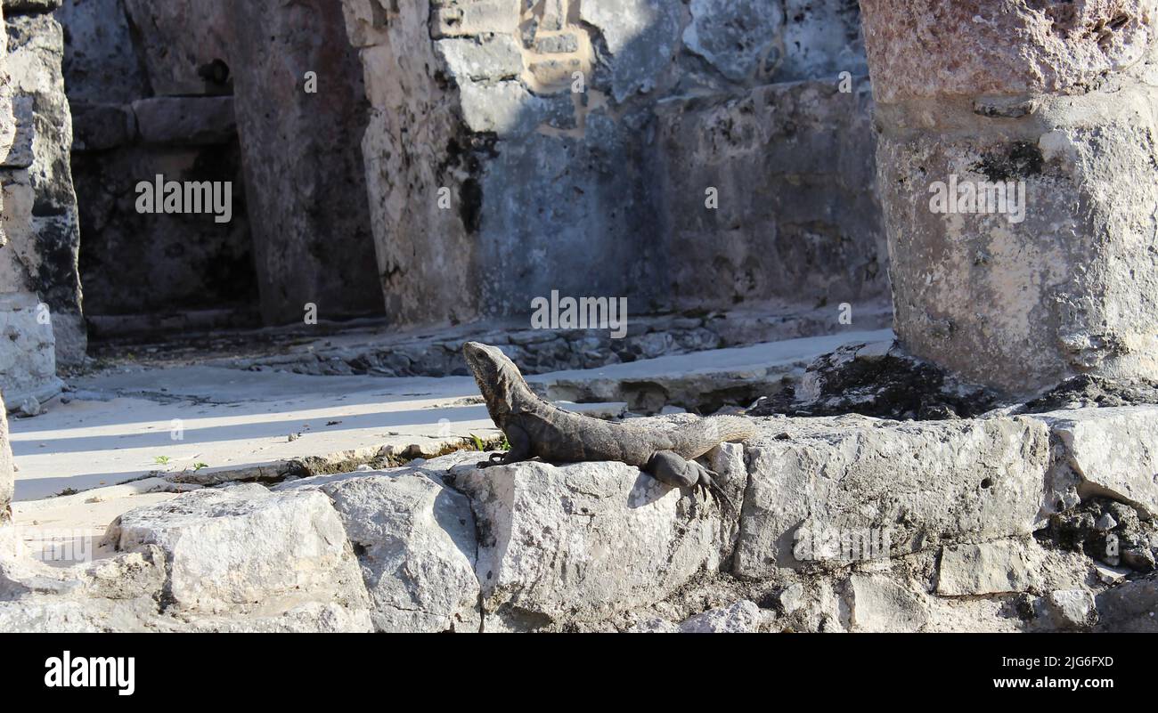 Tame lizards hi-res stock photography and images - Alamy