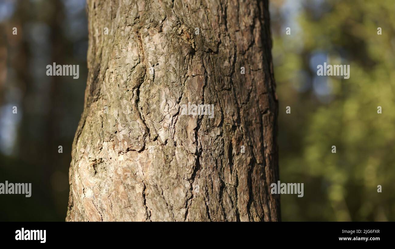 Tree light slider hi-res stock photography and images - Alamy