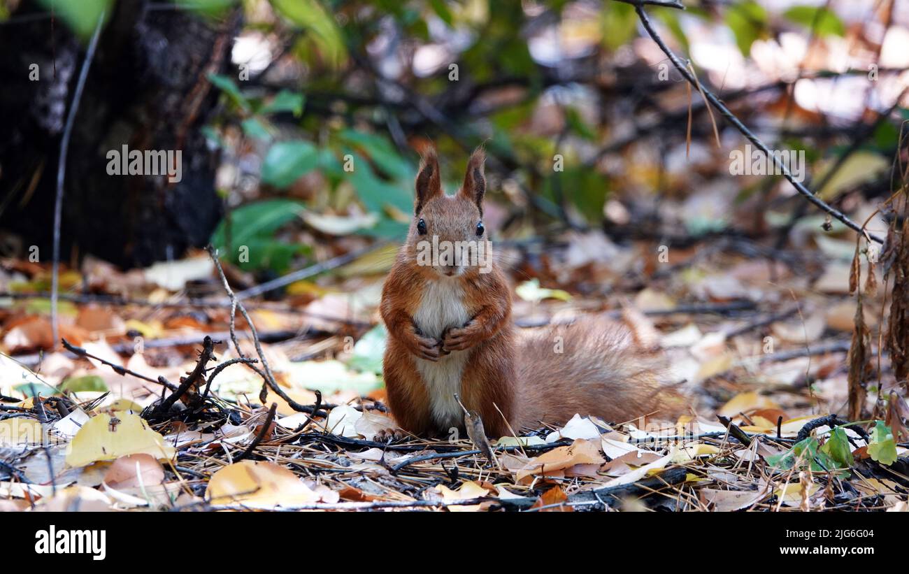 Squirrel poses for the photographer from all sides Stock Photo - Alamy