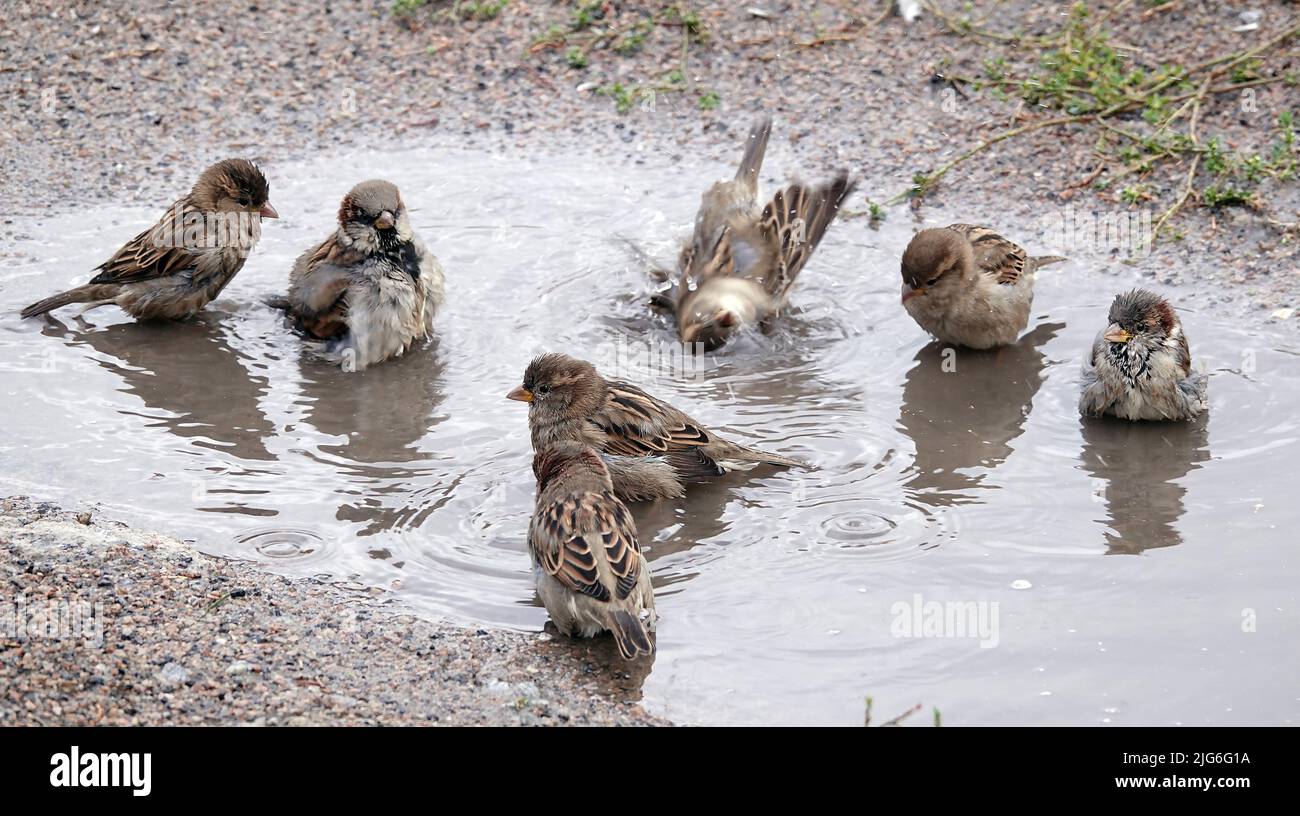 Parasites elimination hi-res stock photography and images - Alamy