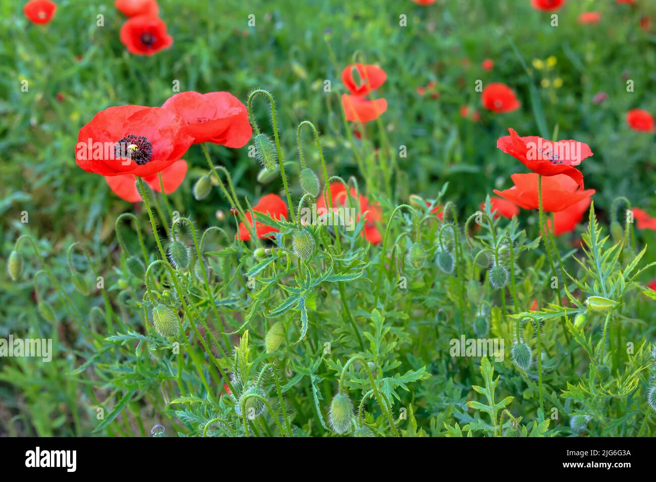 A field of red poppies in Poland Stock Photo - Alamy