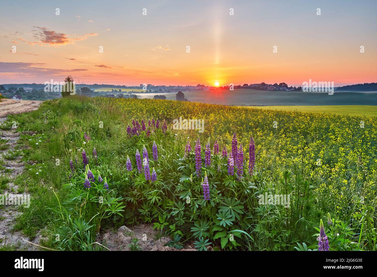 Wildflowers in Summer Sunrise. Purple lupine and canola field, morning ...