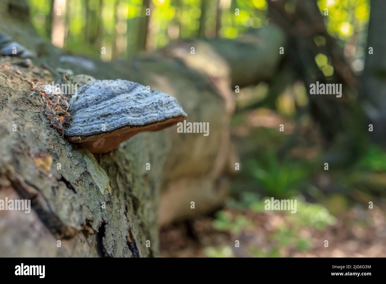 Fungi hub hi-res stock photography and images - Alamy