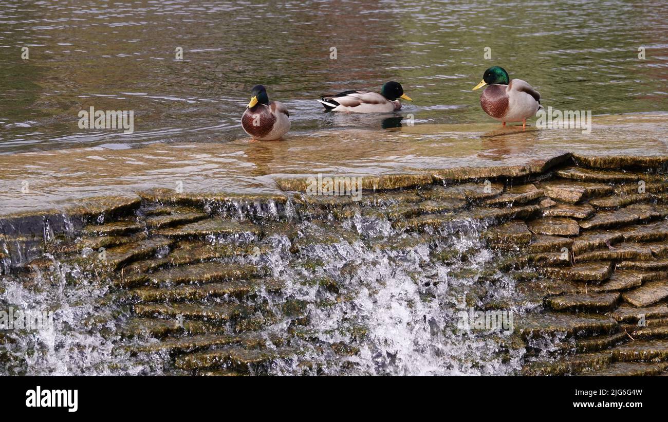 Ducks swim in the lake without fear of people Stock Photo - Alamy