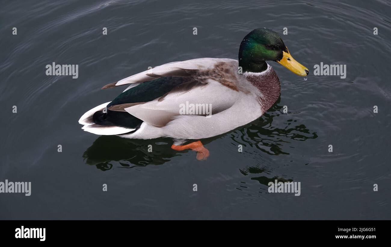 Ducks swim in the lake without fear of people Stock Photo - Alamy