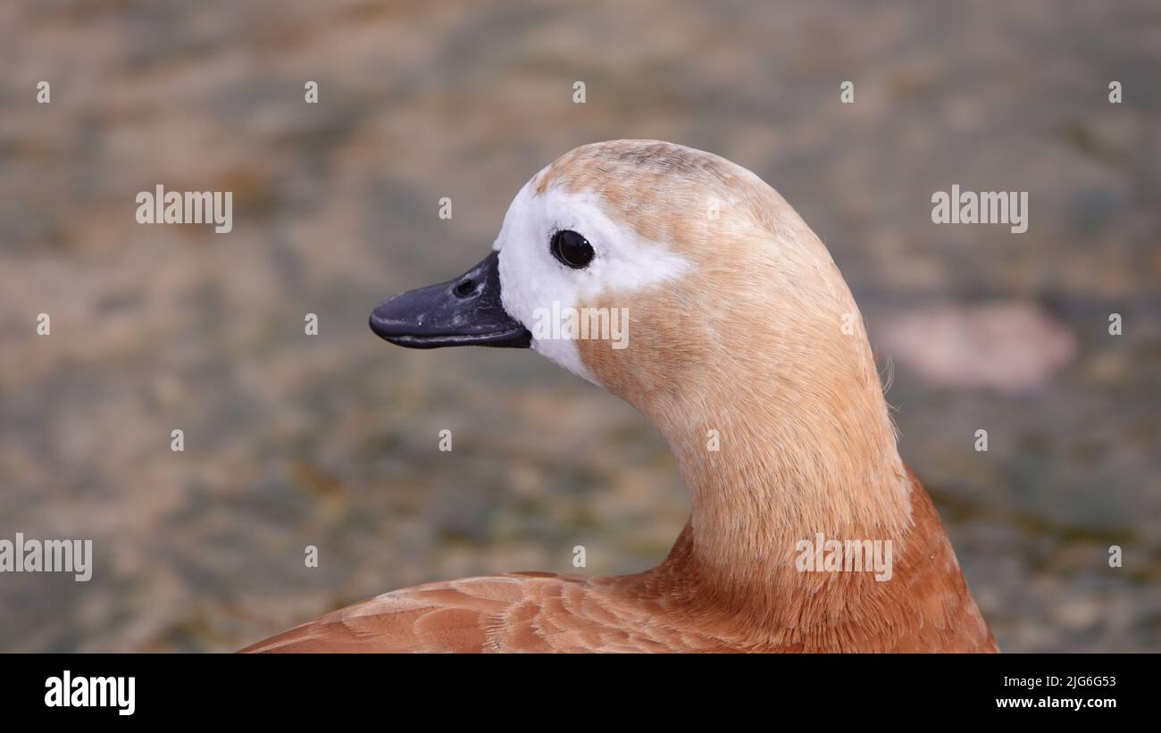 Ducks swim in the lake without fear of people Stock Photo - Alamy