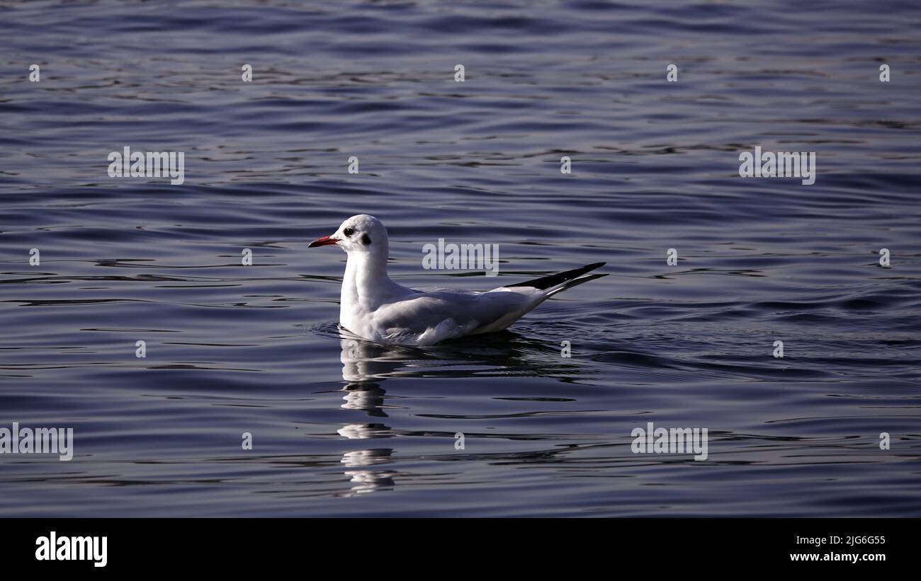 A seagull hunts, floating on the waves, diving for prey and flying over ...