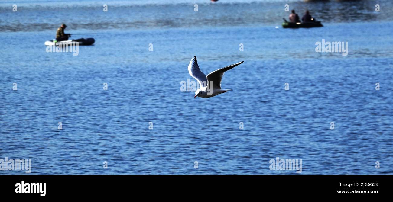 Seagull dives water hunting fish hi-res stock photography and images ...
