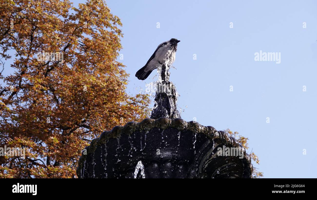 Jet black crow hi-res stock photography and images - Alamy