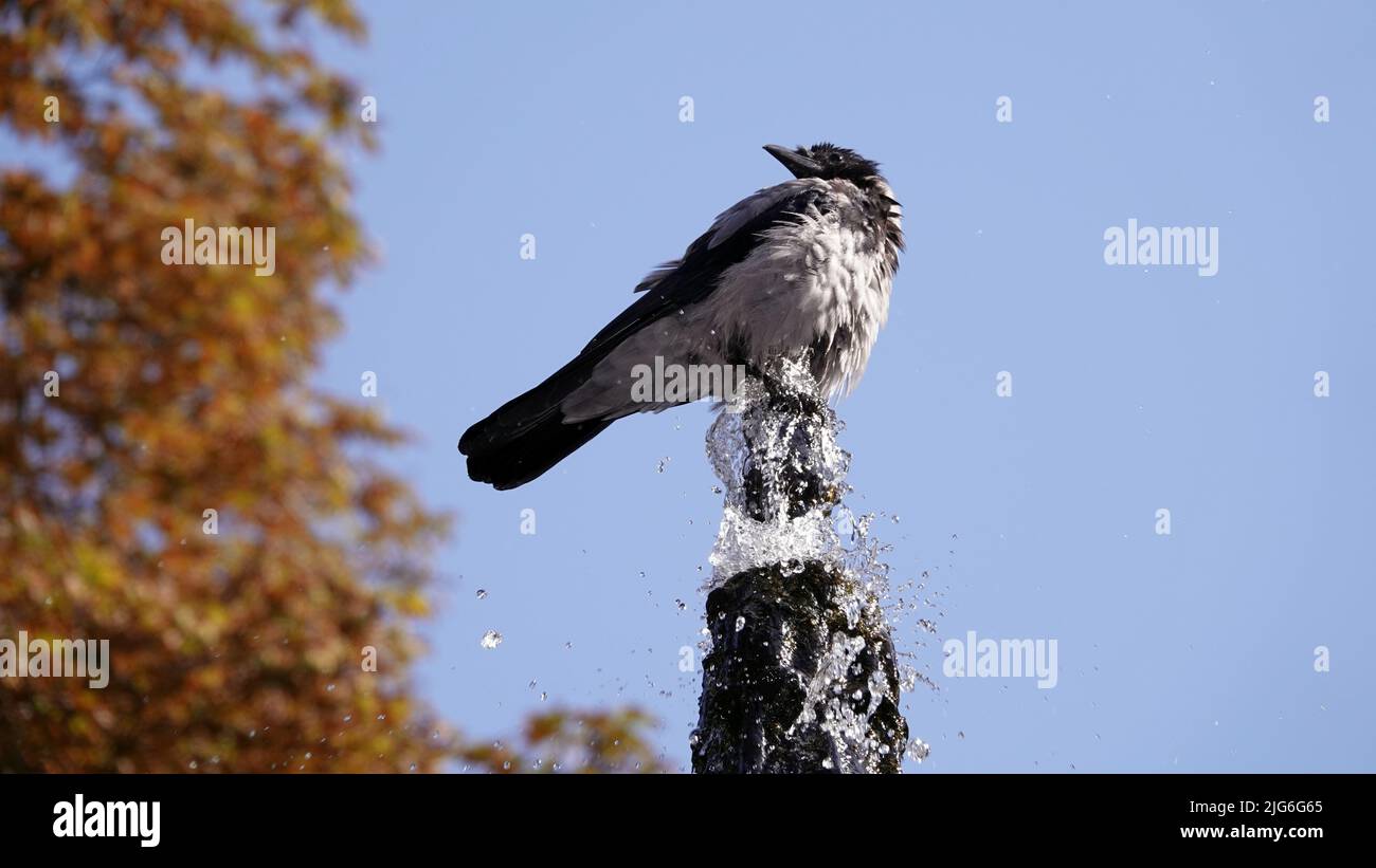 Jet black crow hi-res stock photography and images - Alamy