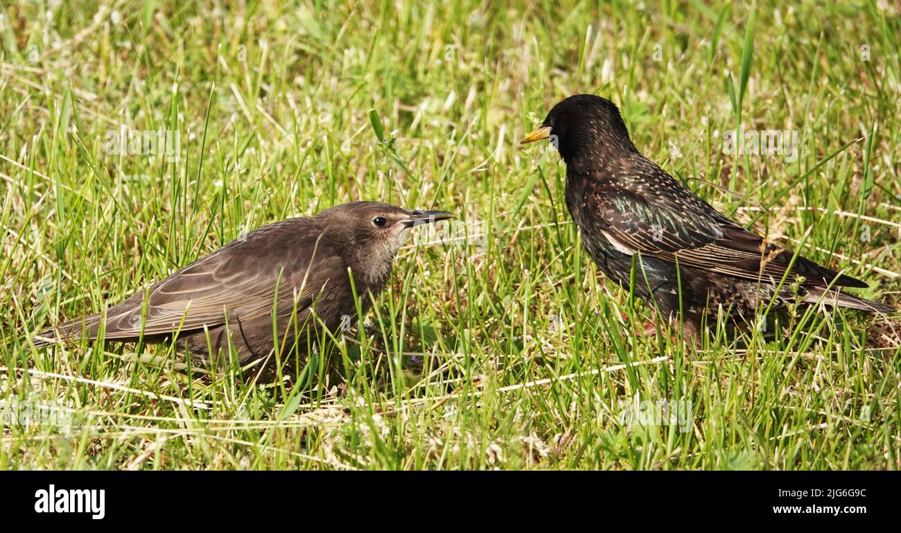 Starling sits on beautiful hi-res stock photography and images - Alamy