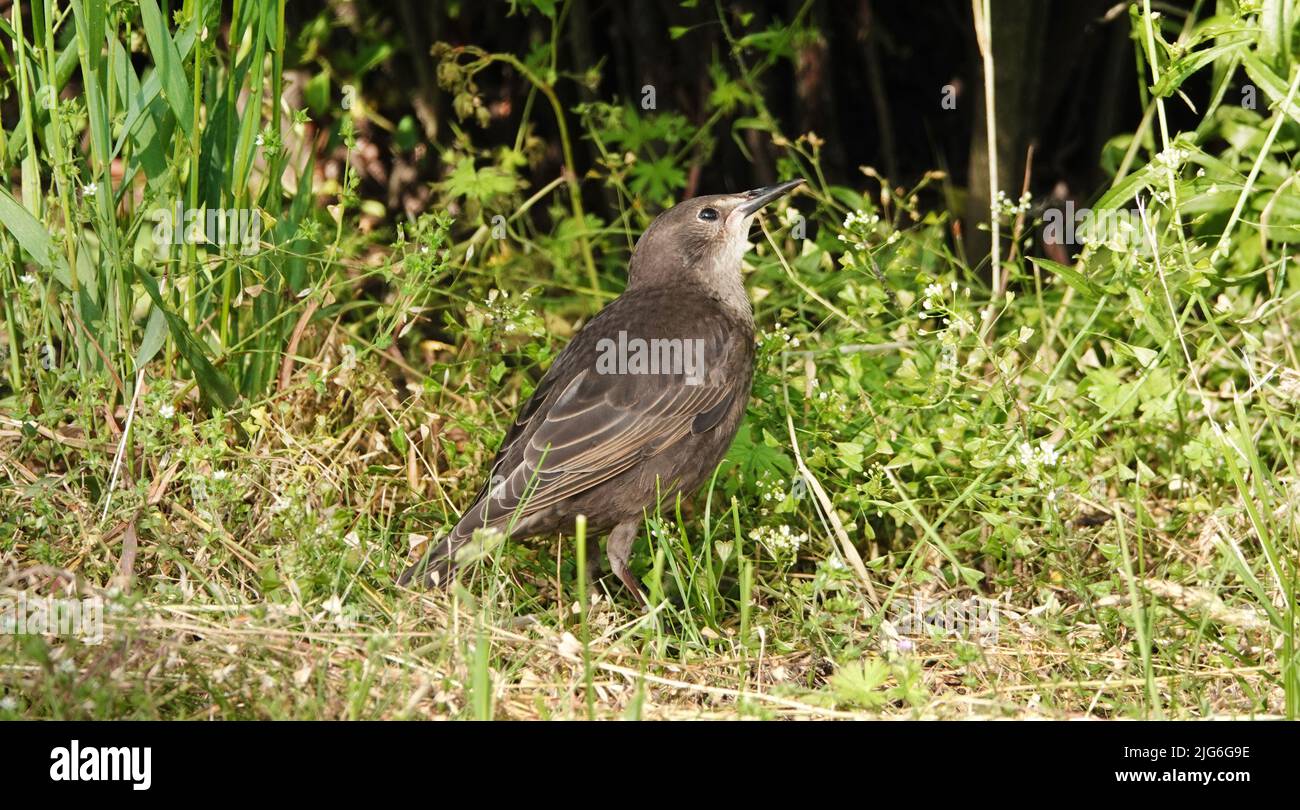 Starlings on grass hi-res stock photography and images - Alamy