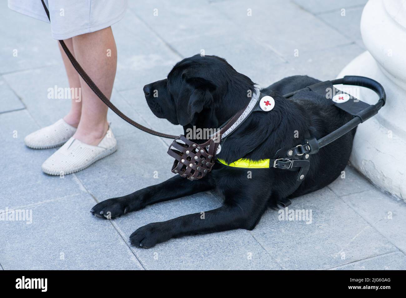 Black Labrador working as a guide dog for a blind woman Stock Photo - Alamy