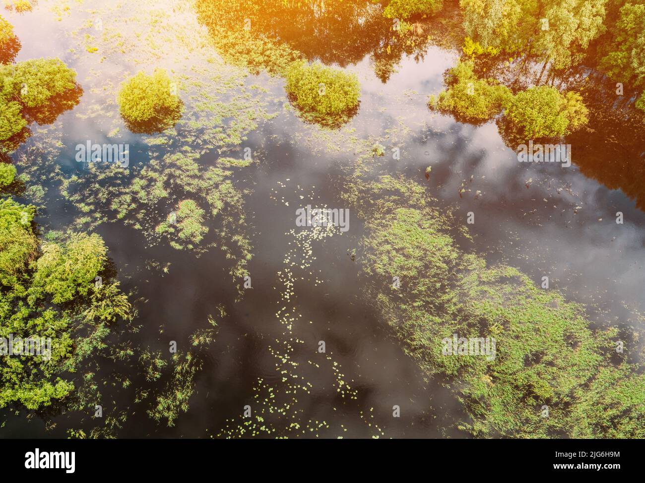Aerial view of green forest and river marsh landscape in sunny summer ...