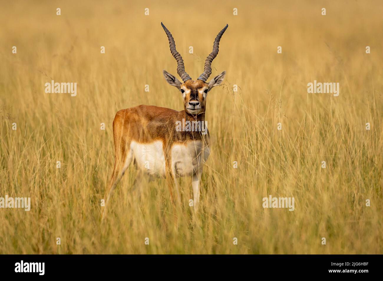 Grassland habitat indian blackbuck hi-res stock photography and images ...