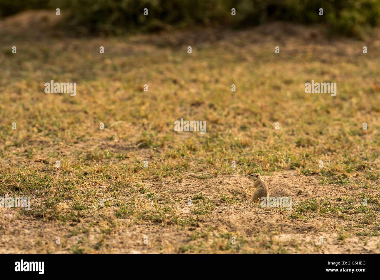 Indian desert jird or gerbil or Meriones hurrianae out from his burrows ...